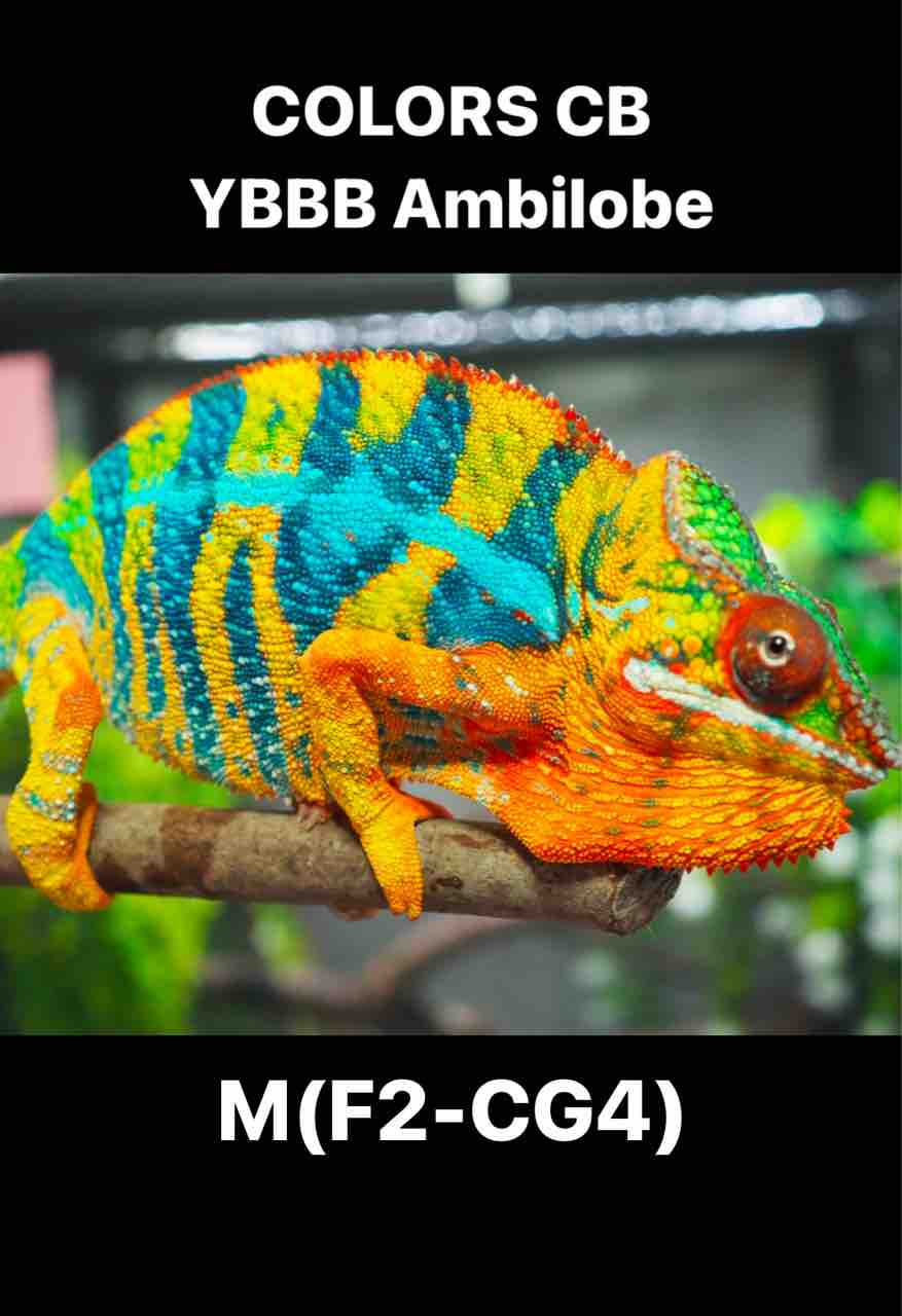 COLORS : パンサーカメレオン・COLORS CB YBBB Ambilobeのご説明と販売情報