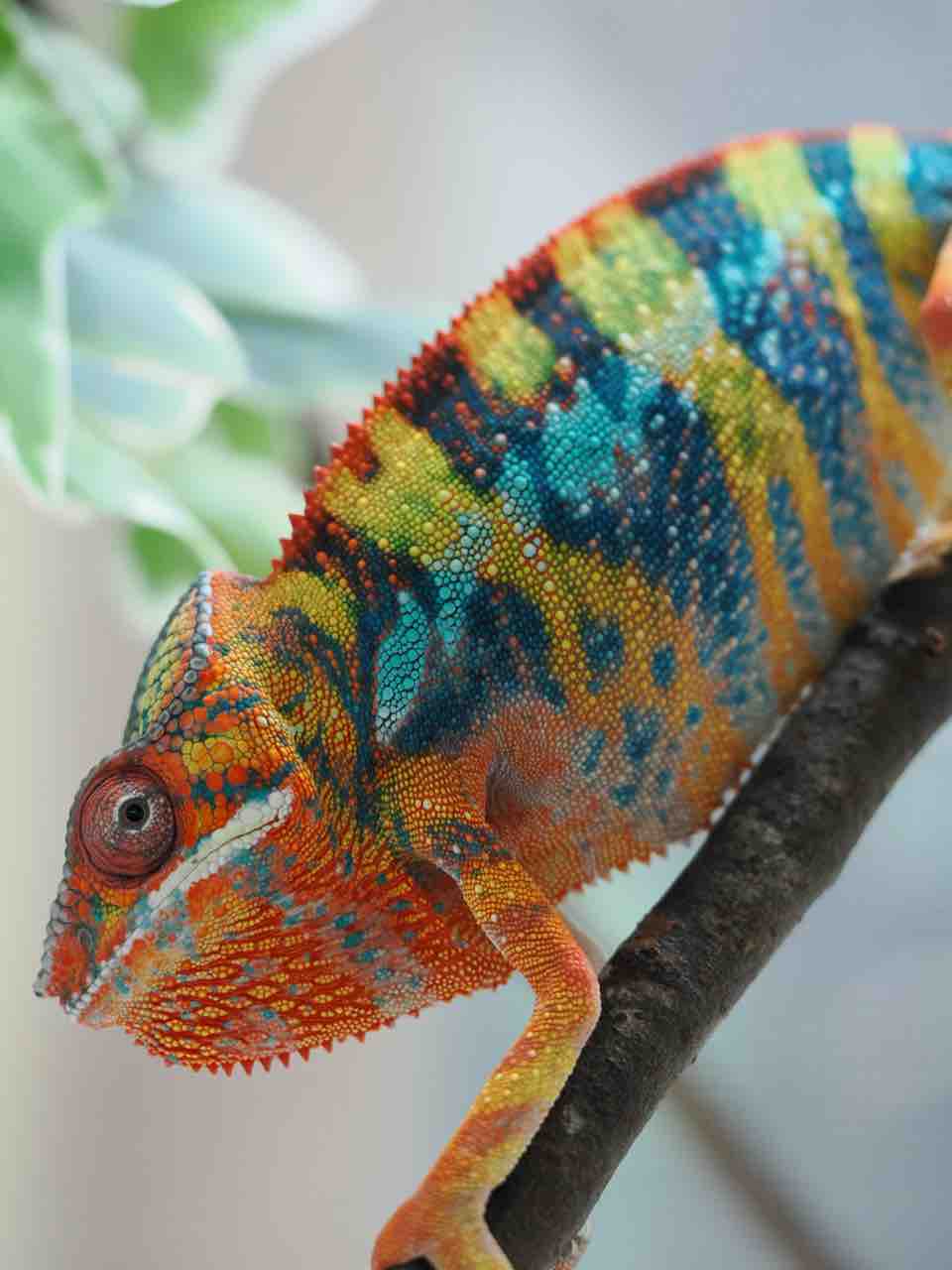 COLORS : Panther Chameleon Export