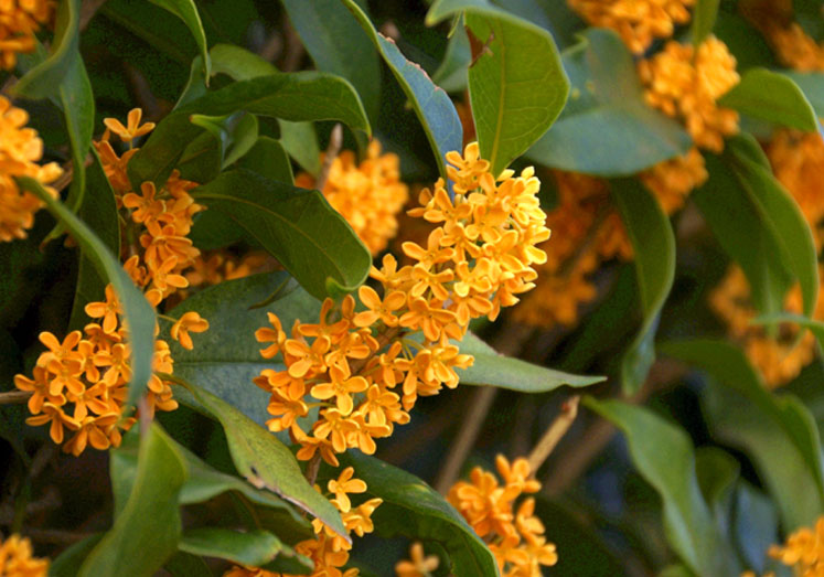 光と影の回廊:金木犀の香り