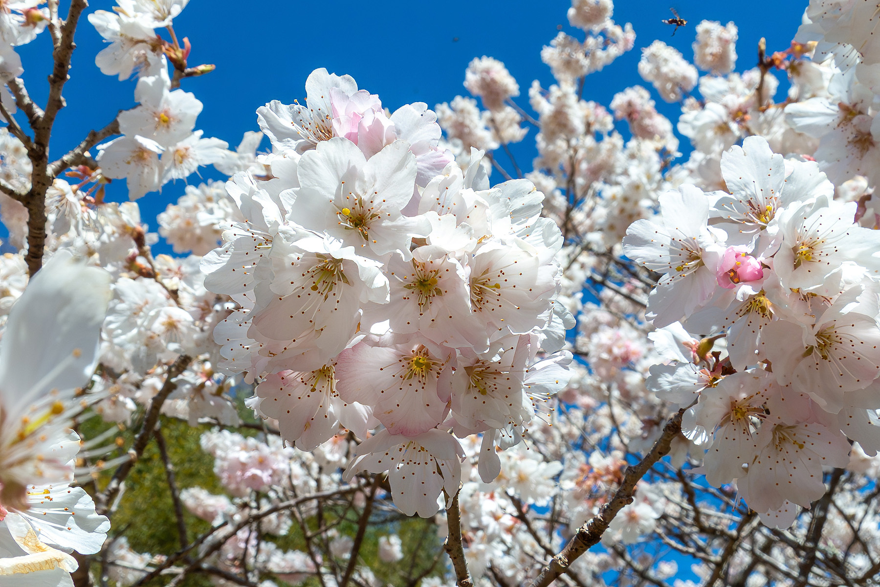 南足柄市 満開の春めき桜 2026 : 季節の花だより はなつうWEST Blog