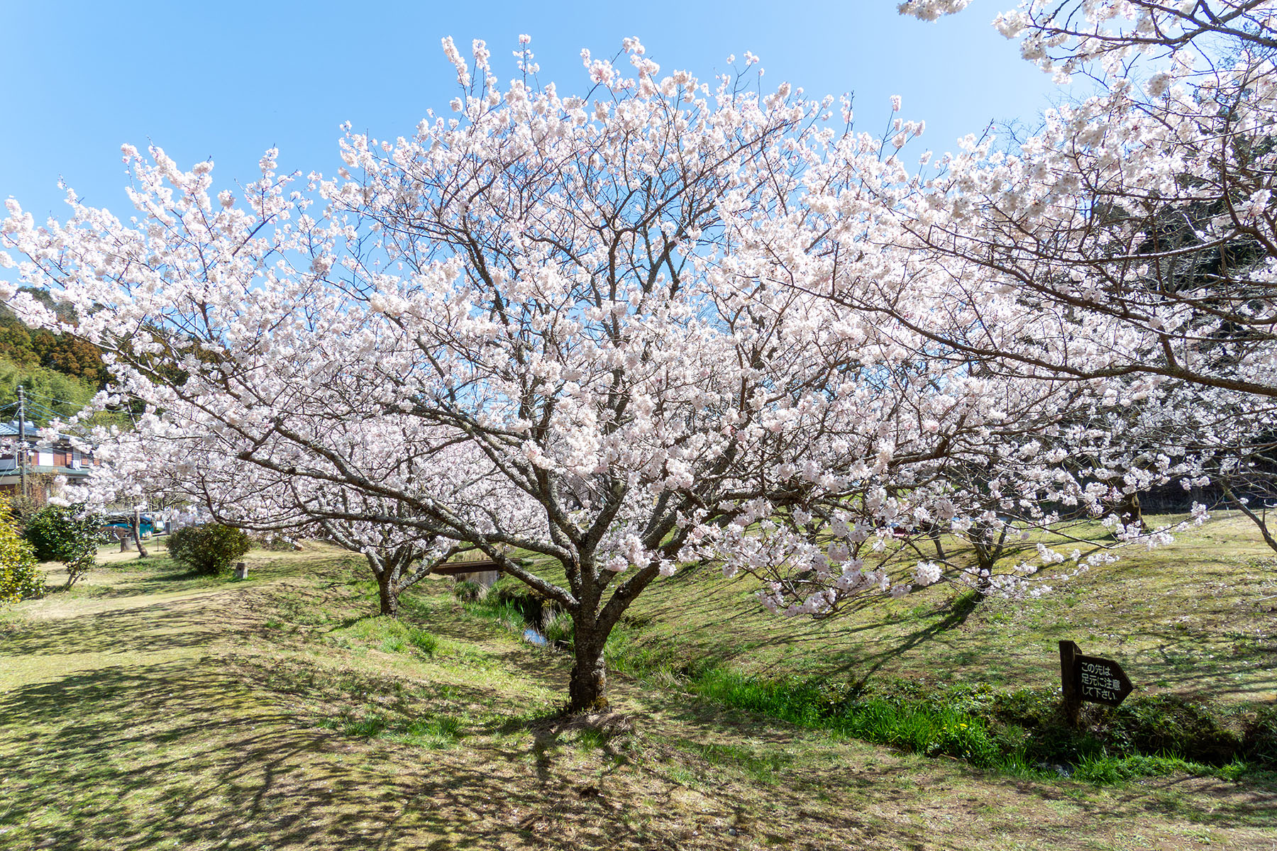 南足柄市 満開の春めき桜 2026 : 季節の花だより はなつうWEST Blog