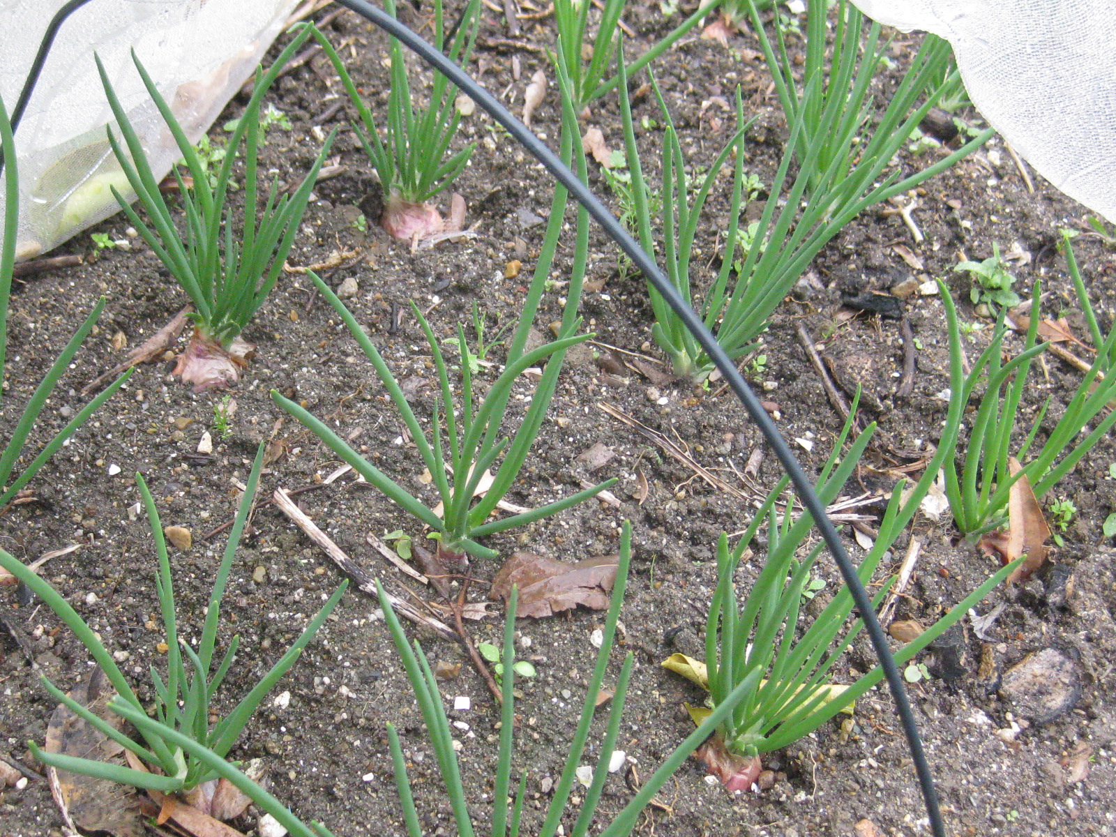 冒険菜園の「別館」(公開備忘録・愛知県西部） : 2020年 ホムデンの様子