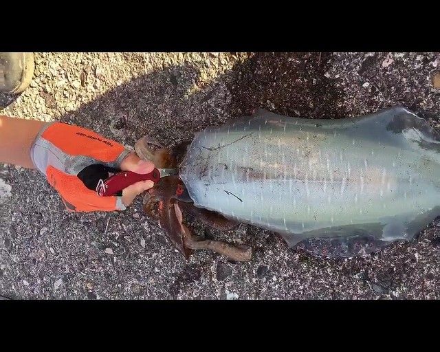 釣ったイカを「締める」動画に「動物虐待」との批判 : レッツ芸能ニュースまとめブログ