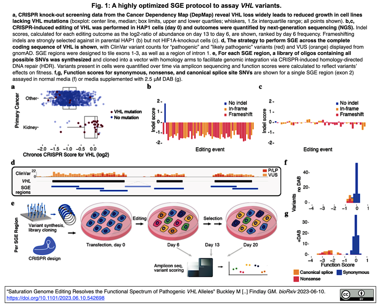 多重CRISPR/Cas9 KOによる飽和ゲノム編集からVHL遺伝子の病原性アレルとその作用を同定 : crisp_bio