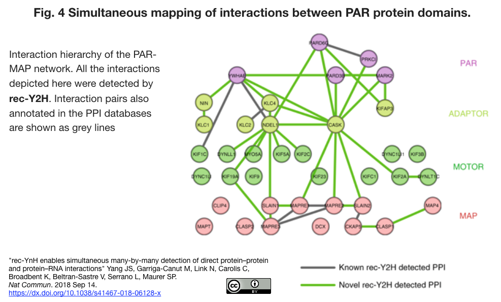 rec-YnH：多対多の分子間相互作用解析法 (PPI; RNA vs RBPs) : crisp_bio