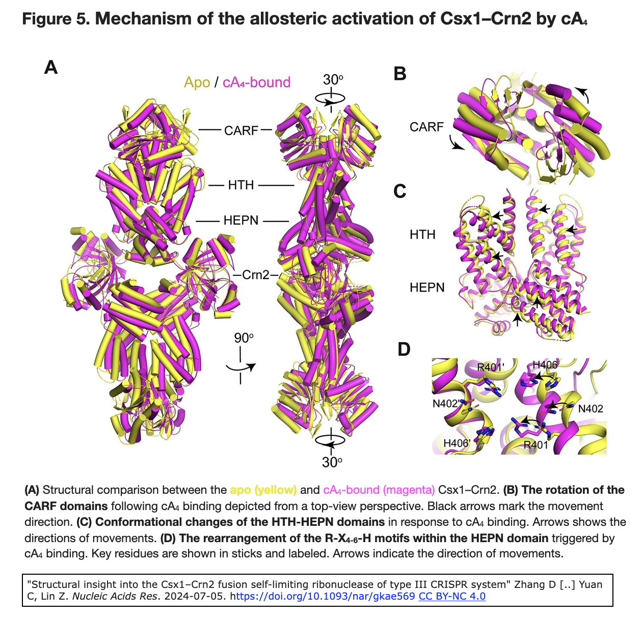 タイプIII CRISPRシステムにおけるCsx1–Crn2融合型自己抑制的リボヌクレアーゼの構造基盤 : crisp_bio