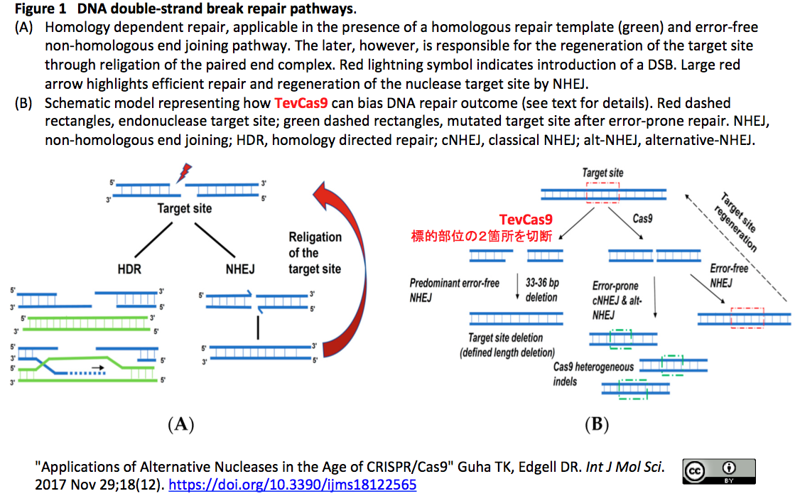 CRISPRメモ_2017/12/03 - 2（HDR 2件; RNA編集; TevCas9; HIV-1; Cpf-1 gRNA DB ...