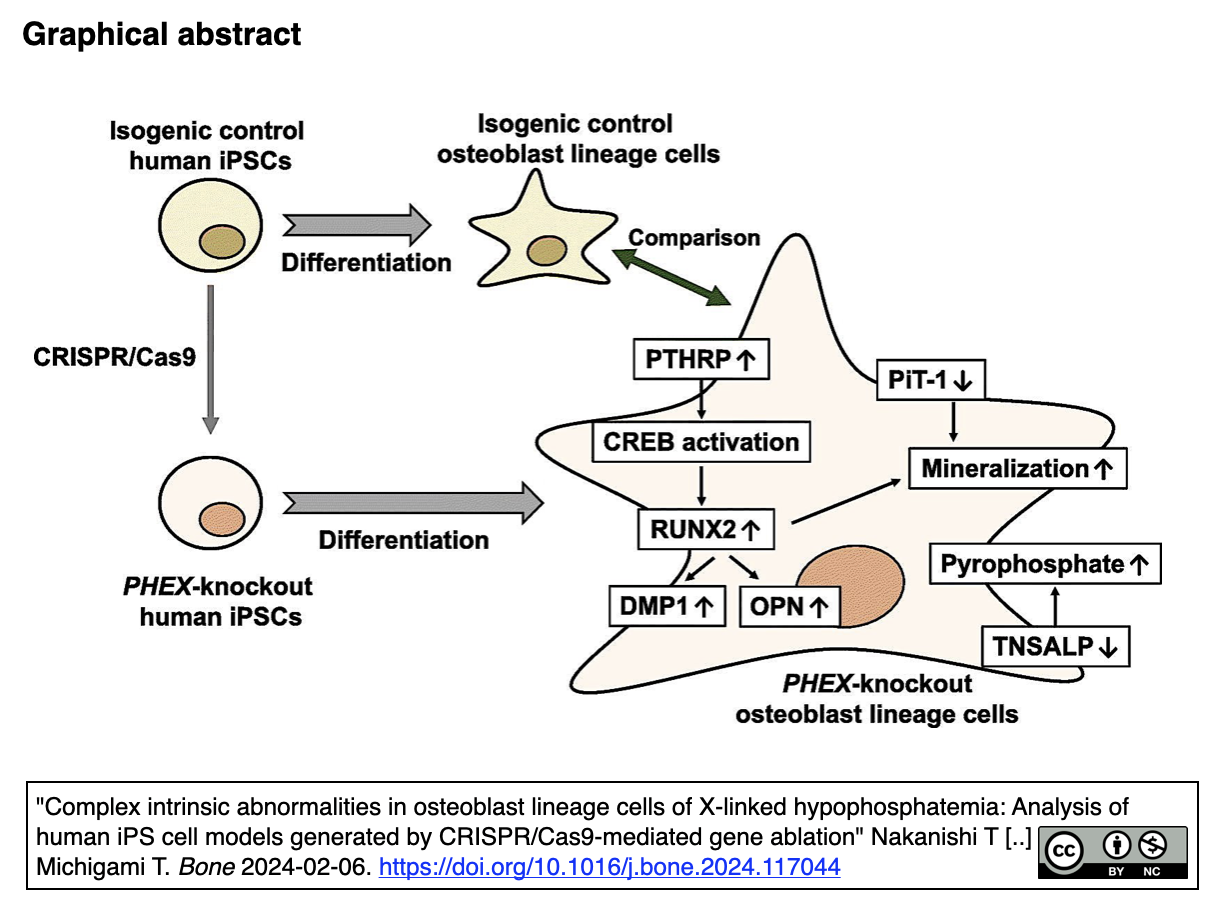 X連鎖性低リン血症の骨芽細胞系細胞における複雑な内在性異常 : crisp_bio