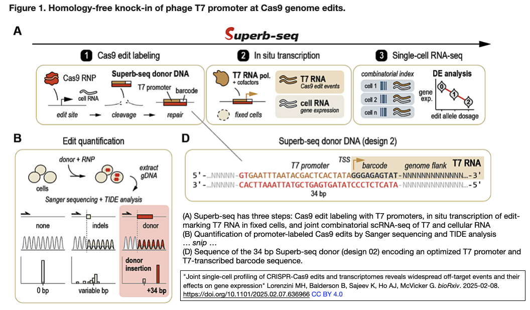 Superb-seq：Cas9-gRNA編集の直接検出とトランスクリプトームプロファイリングをscRNA-seqで実現し, Perturb ...