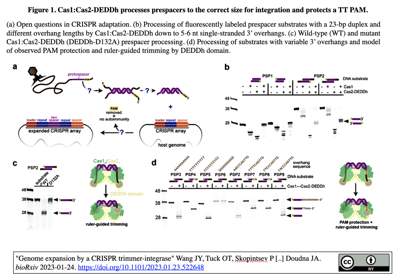 CRISPR-Casシステムの適応のステージを担うCRISPRトリマー・インテグラーゼ（trimmer-integrase）を発見 ...