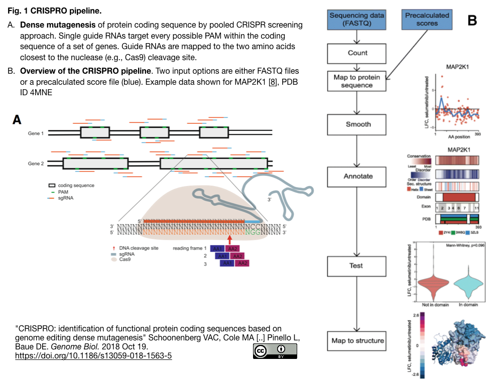 CRISPRメモ_2018/10/21 (モデル作出など6件) : crisp_bio