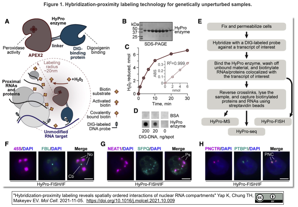 ハイブリダイゼーションと近接依存性標識を融合したHyPro標識法を開発し，核内 RNAコンパートメントにおけるインタラクトーム解析に応用 : crisp_bio