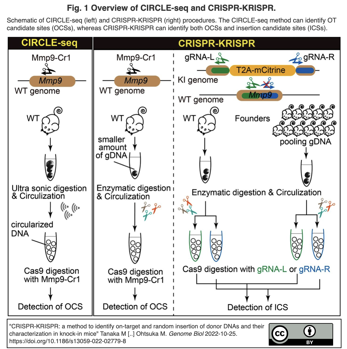 CRISPR-KRISPR: ドナーDNAのオンターゲットおよびランダム挿入の同定法の開発とノックインマウスにおけるその評価 : crisp_bio