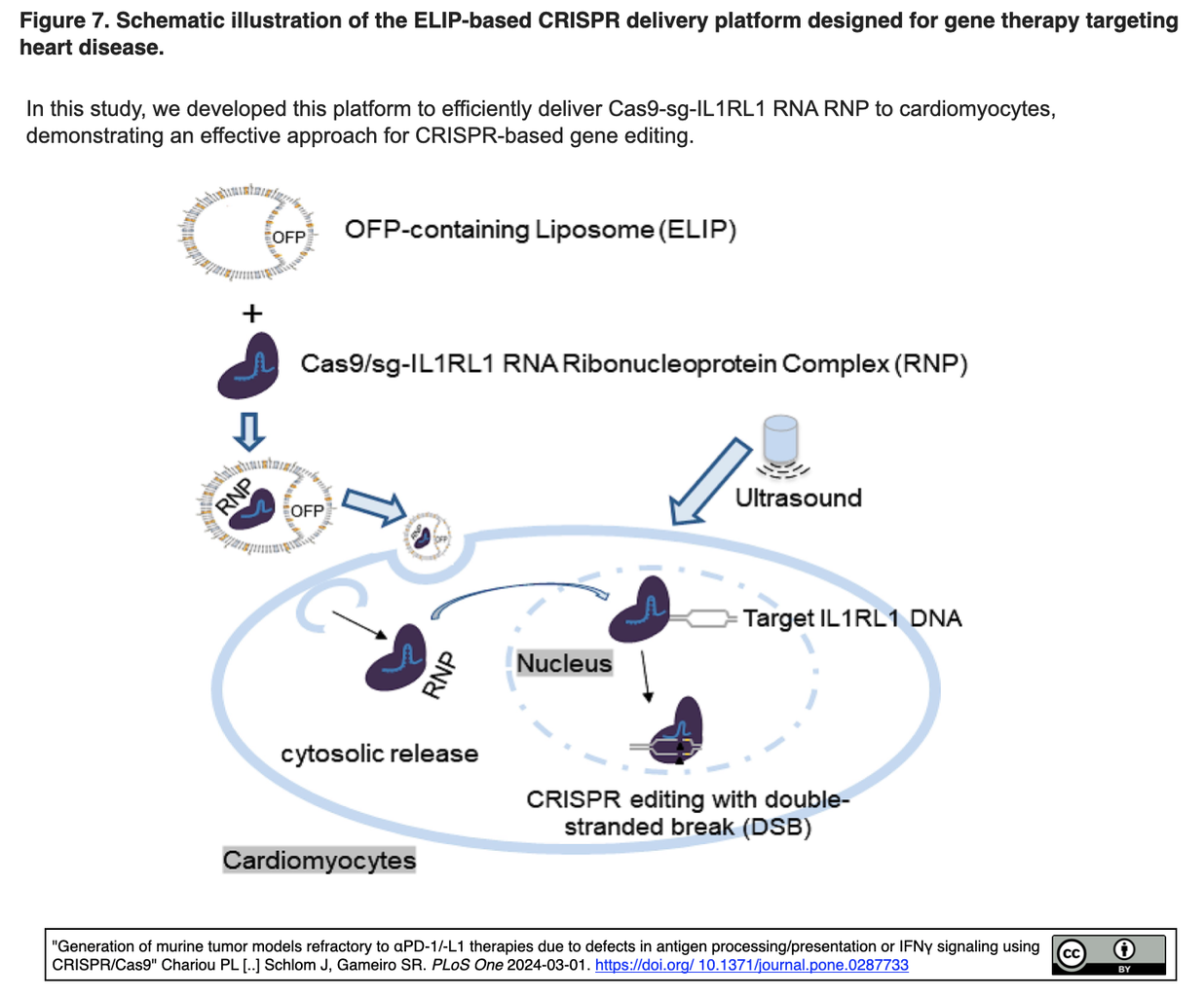 ELIPをベースとするCRISPR送達システムによる心臓病の効率的遺伝子編集 : crisp_bio