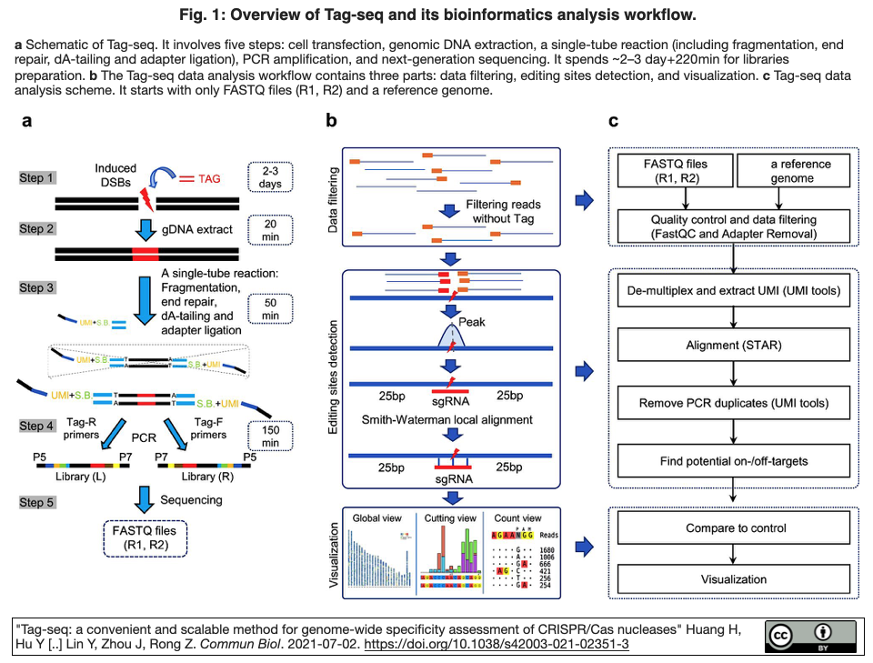 Tag-seq: CRISPR/Casヌクレアーゼの特異性をゲノムワイドで評価するシンプルかつスケーラブルな手法 : crisp_bio