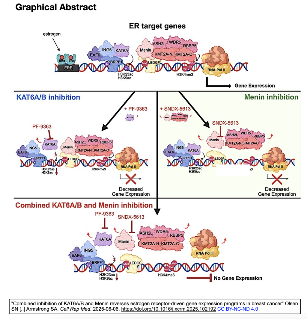 KAT6A/Bとメニンの併用阻害は乳がんにおけるエストロゲン受容体駆動型遺伝子発現プログラムを逆転させる : crisp_bio