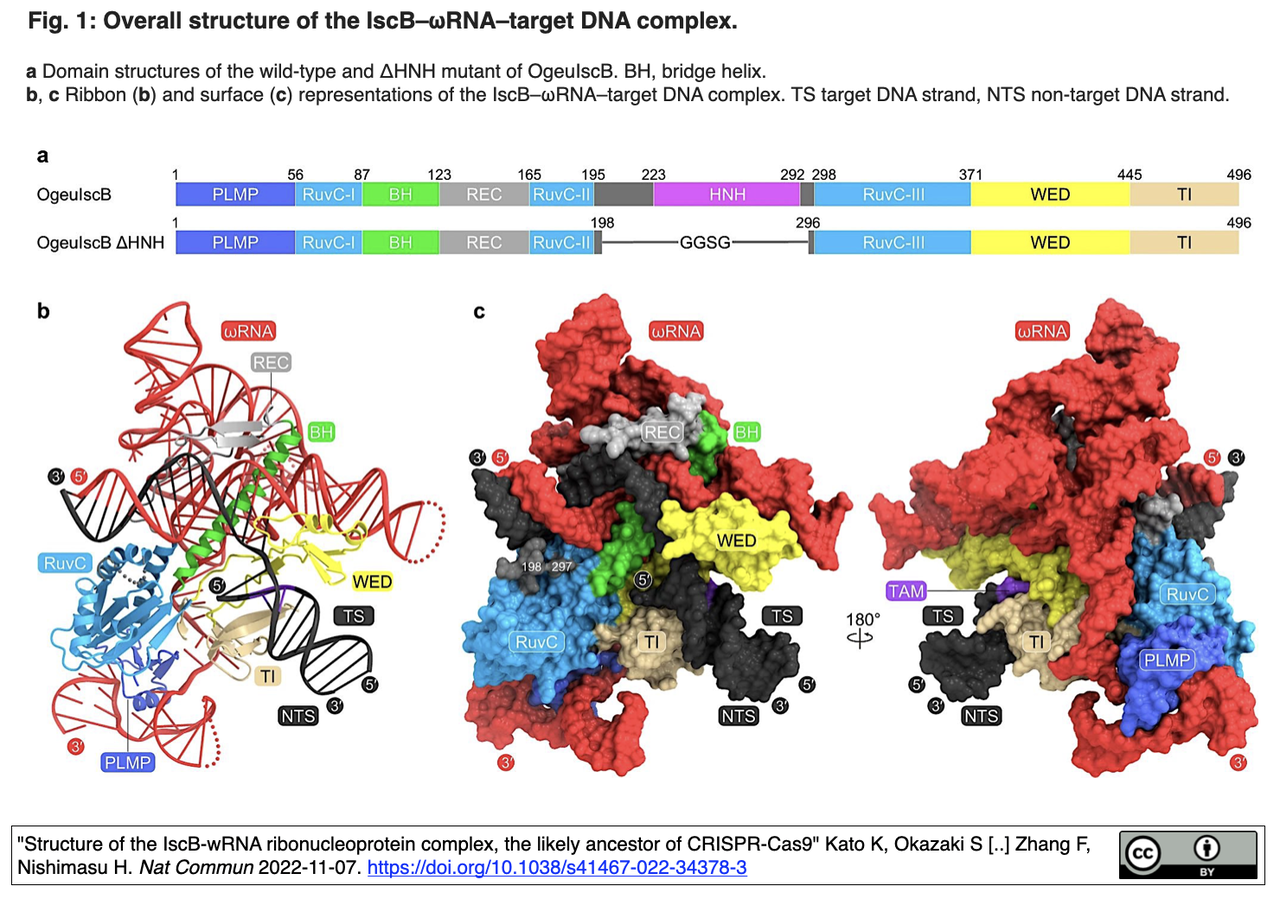 Cas9の祖先とされている最もコンパクトなRNA誘導型ヌクレアーゼIscBが活性を発揮するに至る構造基盤を解明 : crisp_bio