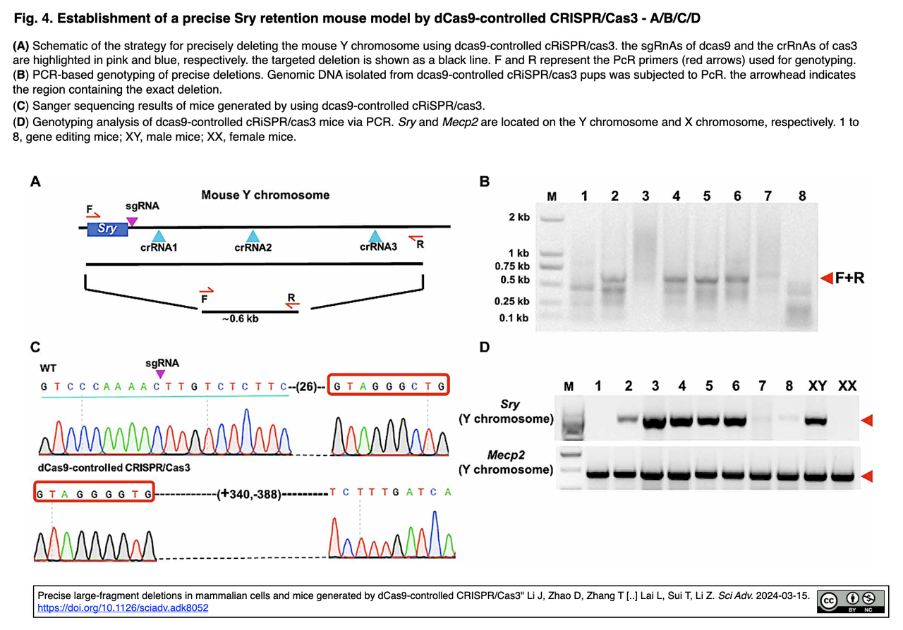 dCas9でCRISPR/Cas3を制御することで, 哺乳類細胞およびマウスに精密な大断片欠失を実現 : crisp_bio