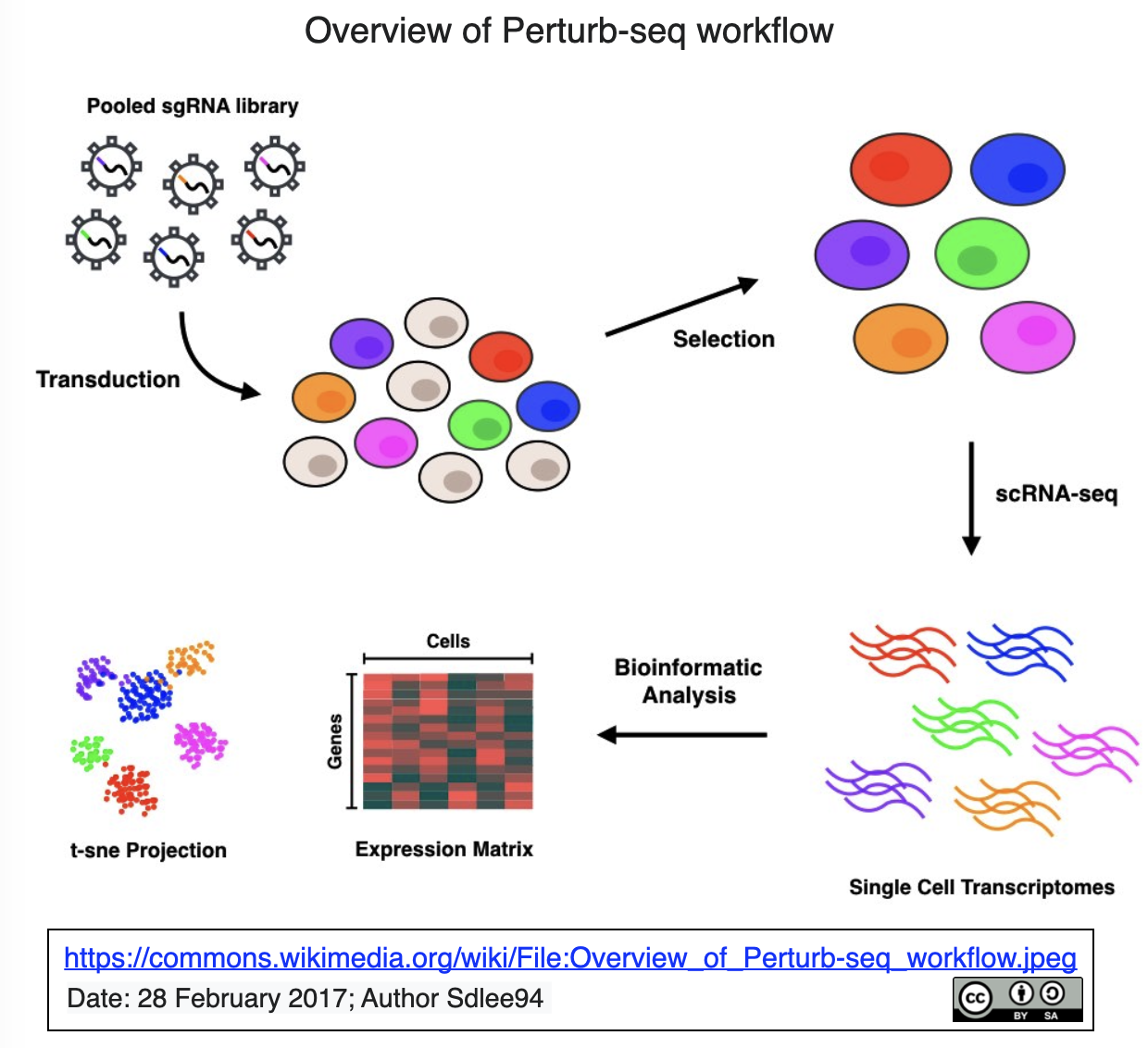 超並列Perturb-seqを利用して炎症反応におけるE3リガーゼファミリーメンバーの機能を包括的に解析 : crisp_bio