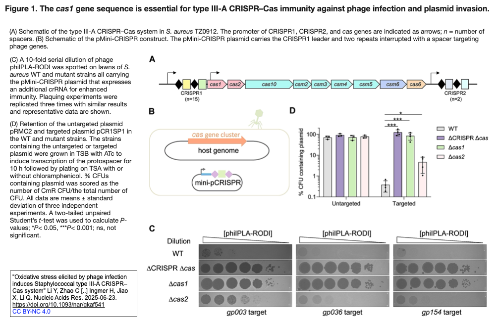 ファージ感染によって引き起こされる酸化ストレスが, 黄色ブドウ球菌のタイプIII-A CRISPR-Casシステムを活性化する : crisp_bio