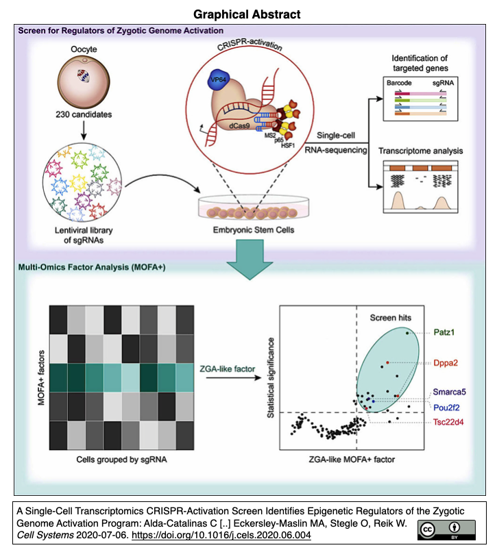 CRISPRaにscRNA-seqを組合せて、胚発生におけるzygotic genome activation(ZGA)のエピゲノム調節因子を ...