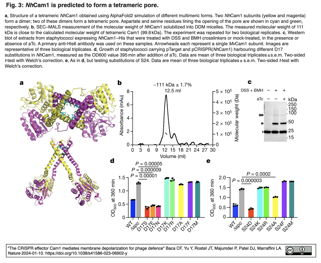 CRISPRエフェクターCam1は, 膜の脱分極を介してファージに対抗する : crisp_bio