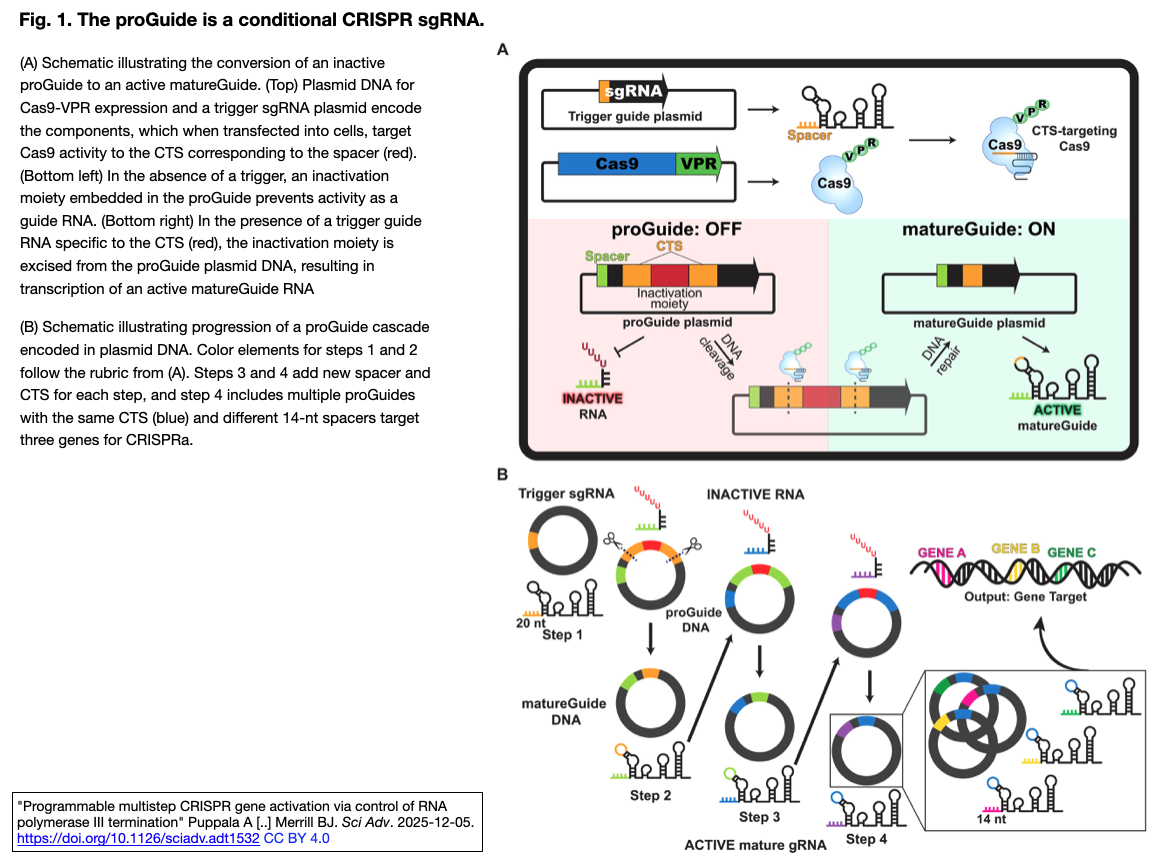 細胞分化の機序に倣った多段階の遺伝子活性化プログラミングを, CRISPR技術で実現 : crisp_bio