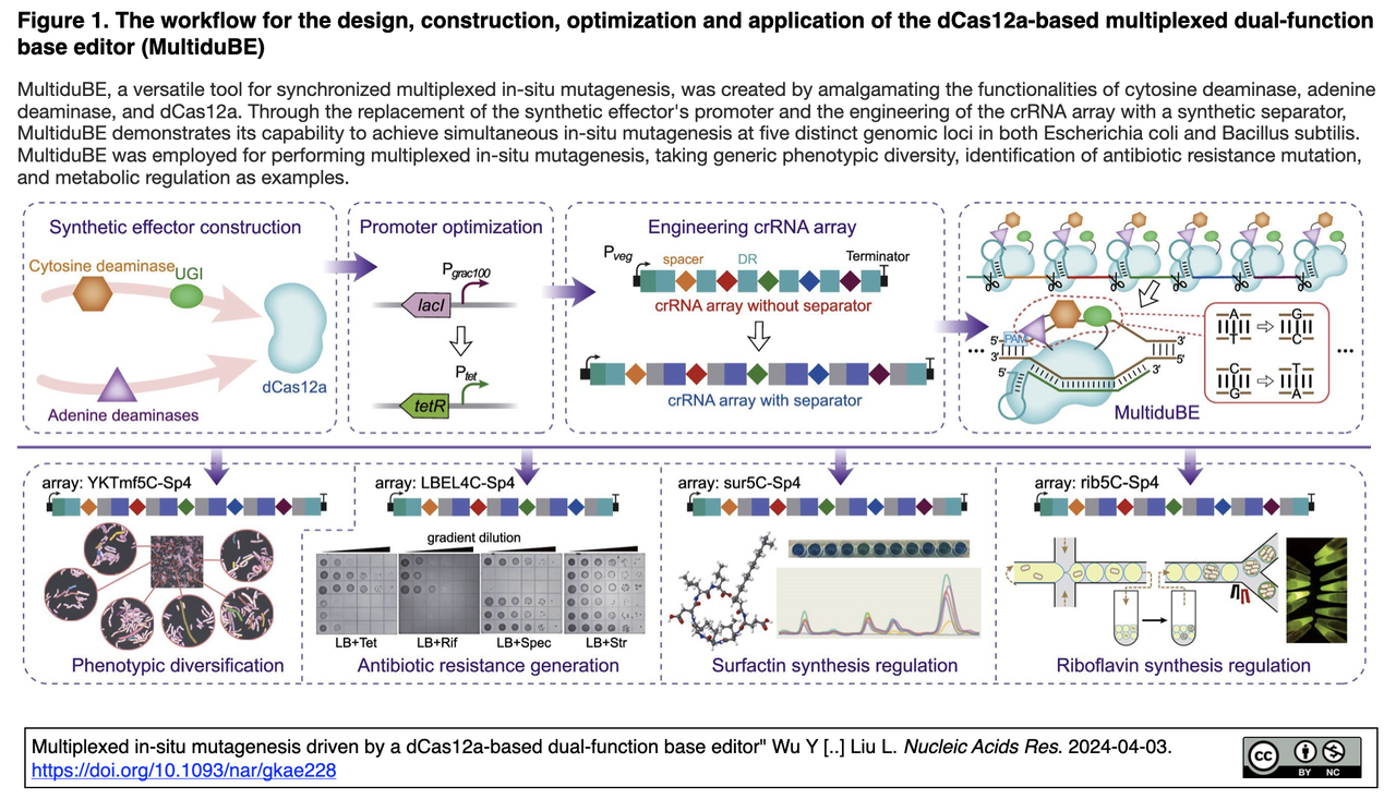 dCas12aベースのデュアルファンクション塩基エディターによるマルチプレックスin-situ突然変異誘発法 : crisp_bio