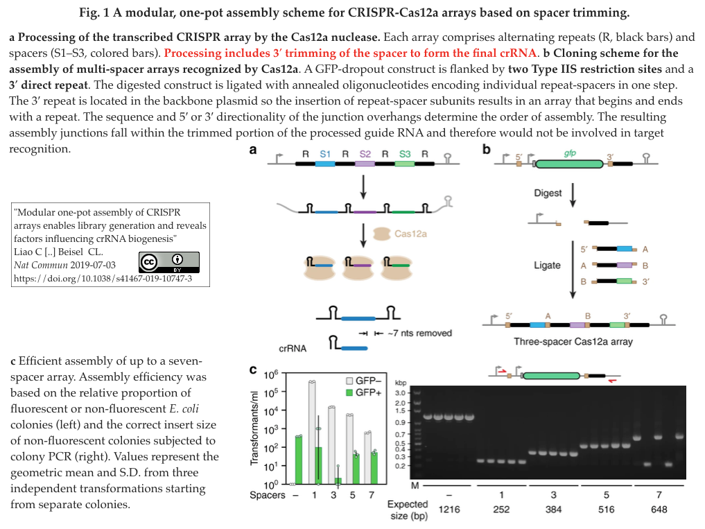 CRATES: CRISPRアレイに加えてそのライブラリーも効率よく合成する手法を開発 : crisp_bio