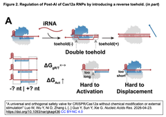 CRISPR/Cas12a用の活性を制御する柔軟で汎用的な"安全弁"を, 化学修飾や外部刺激に依存することなく, 開発 : crisp_bio