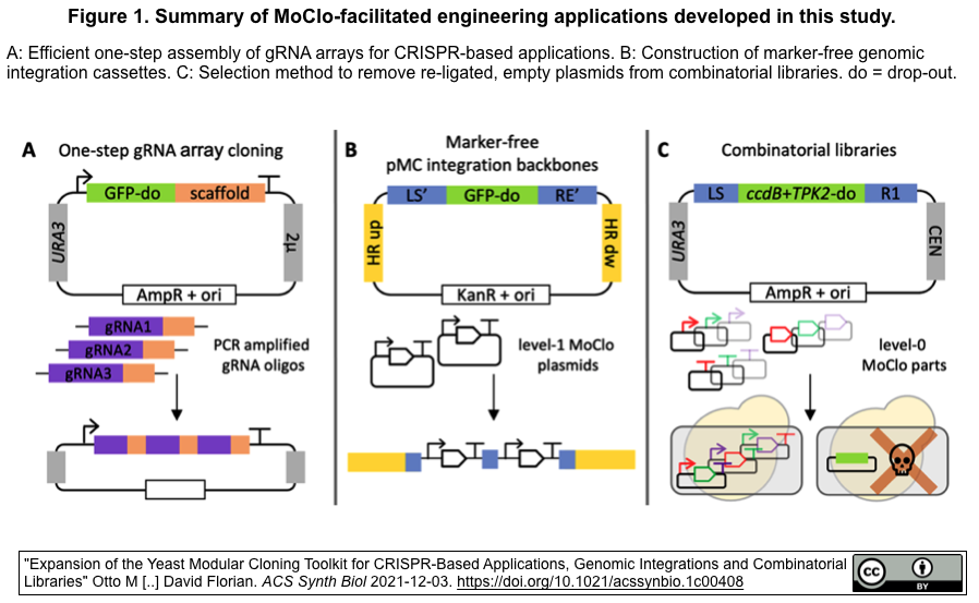 Yeast MoClo toolkitの拡張 : crisp_bio