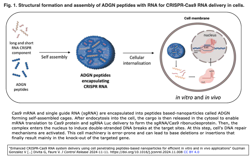 細胞透過性ペプチドをベースとするナノ粒子でCas9 RNAを送達することで, in vitro/in vivoでの効率的編集を促進 ...