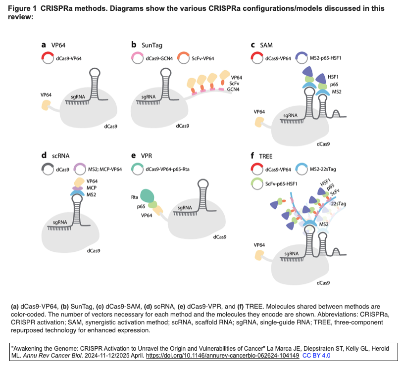 [総説] ゲノムを覚醒させる：CRISPRaによるがんの起源と脆弱性の解明 : crisp_bio