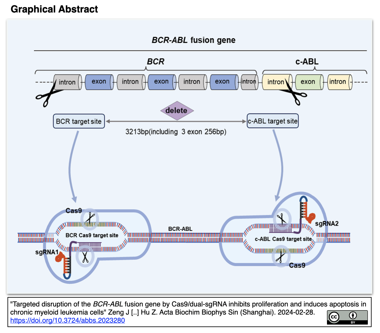 Cas9/デュアルsgRNAを介したBCR-ABL融合遺伝子の破壊によって、慢性骨髄性白血病細胞の増殖を阻害し、アポトーシスを誘導 ...