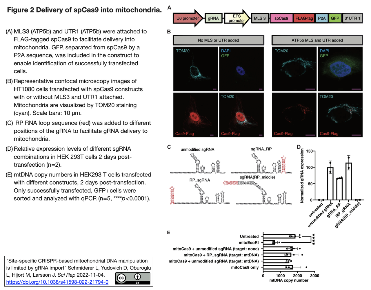 CRISPR/Cas9によるmtDNA操作は, gRNAのミトコンドリアへの導入が課題である : crisp_bio