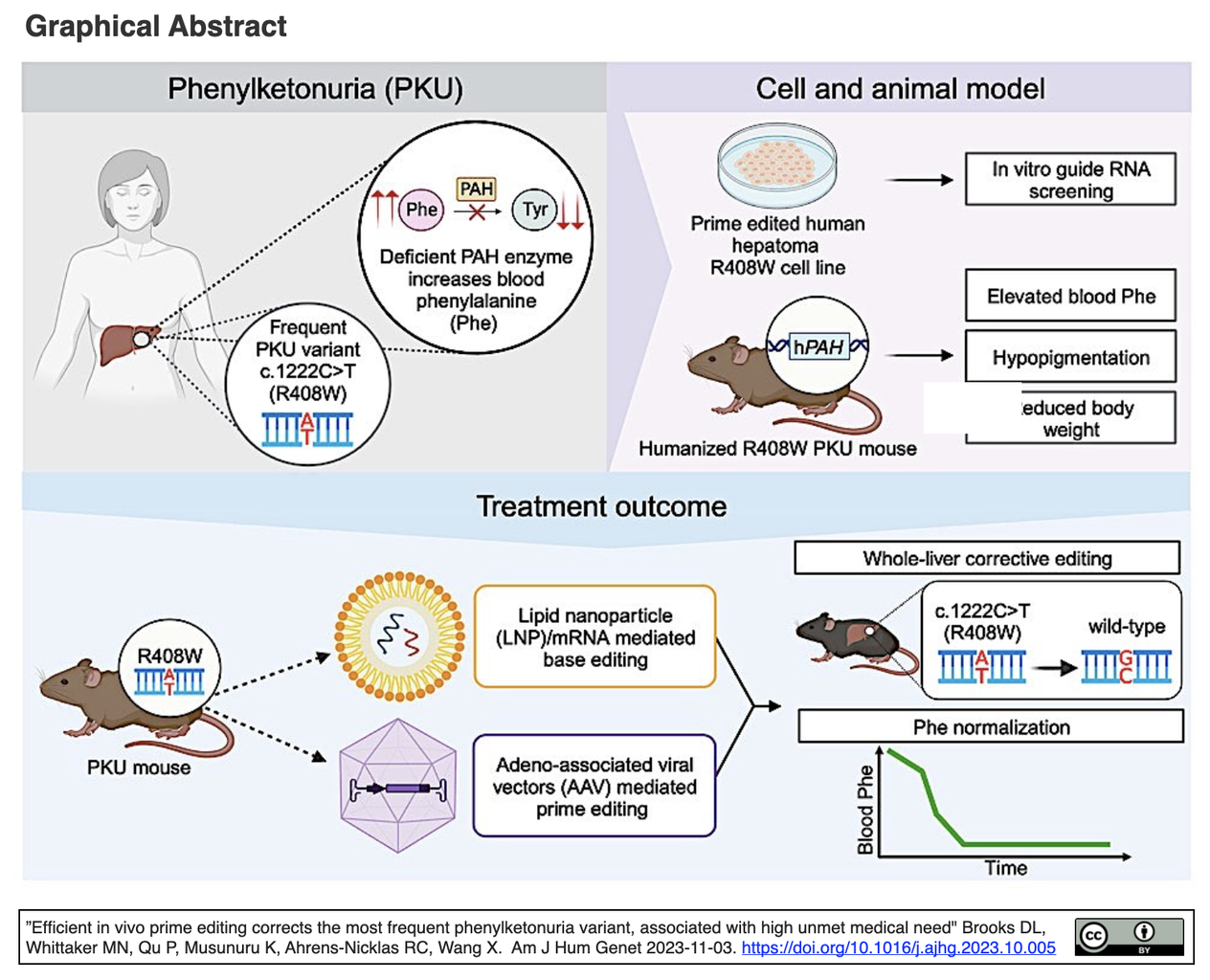 フェニルケトン尿症における最も高頻度な変異を, PEとABEで修正 (2報) : crisp_bio
