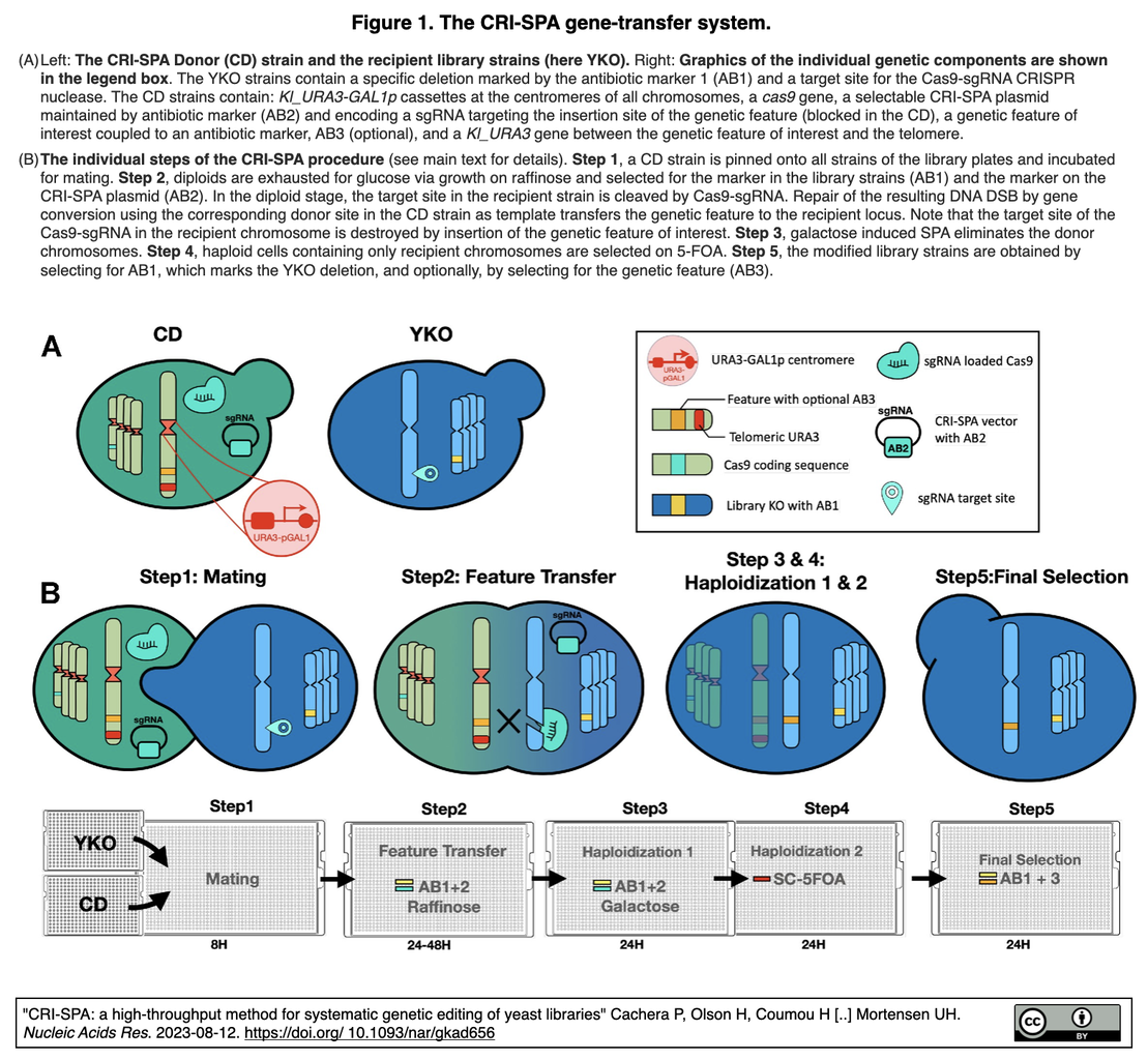 CRI-SPA：大規模なアレイ型酵母ライブラリーを対象とするとシンプルで迅速な体系的遺伝子編集とスクリーングへの応用 : crisp_bio