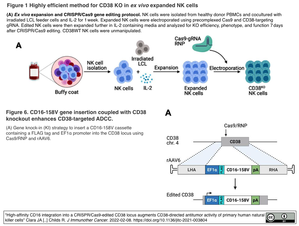 CRISPR/Cas9によるCD38遺伝子KOに続く高親和性CD16受容体のKIにより，初代ヒトNK細胞のCD38標的抗腫瘍活性を向上 ...