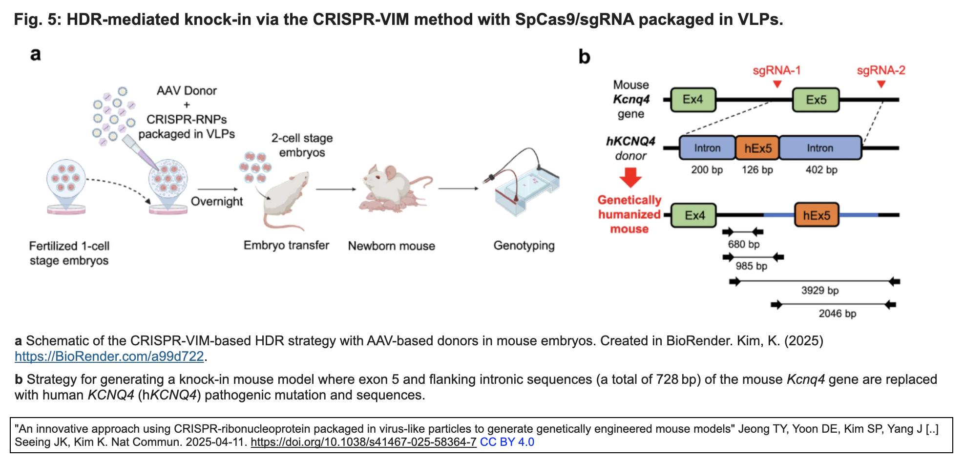 VLPにパッケージされたCRISPR-RNPを用いて遺伝子組み換えマウスモデルを生成する革新的なアプローチ : crisp_bio