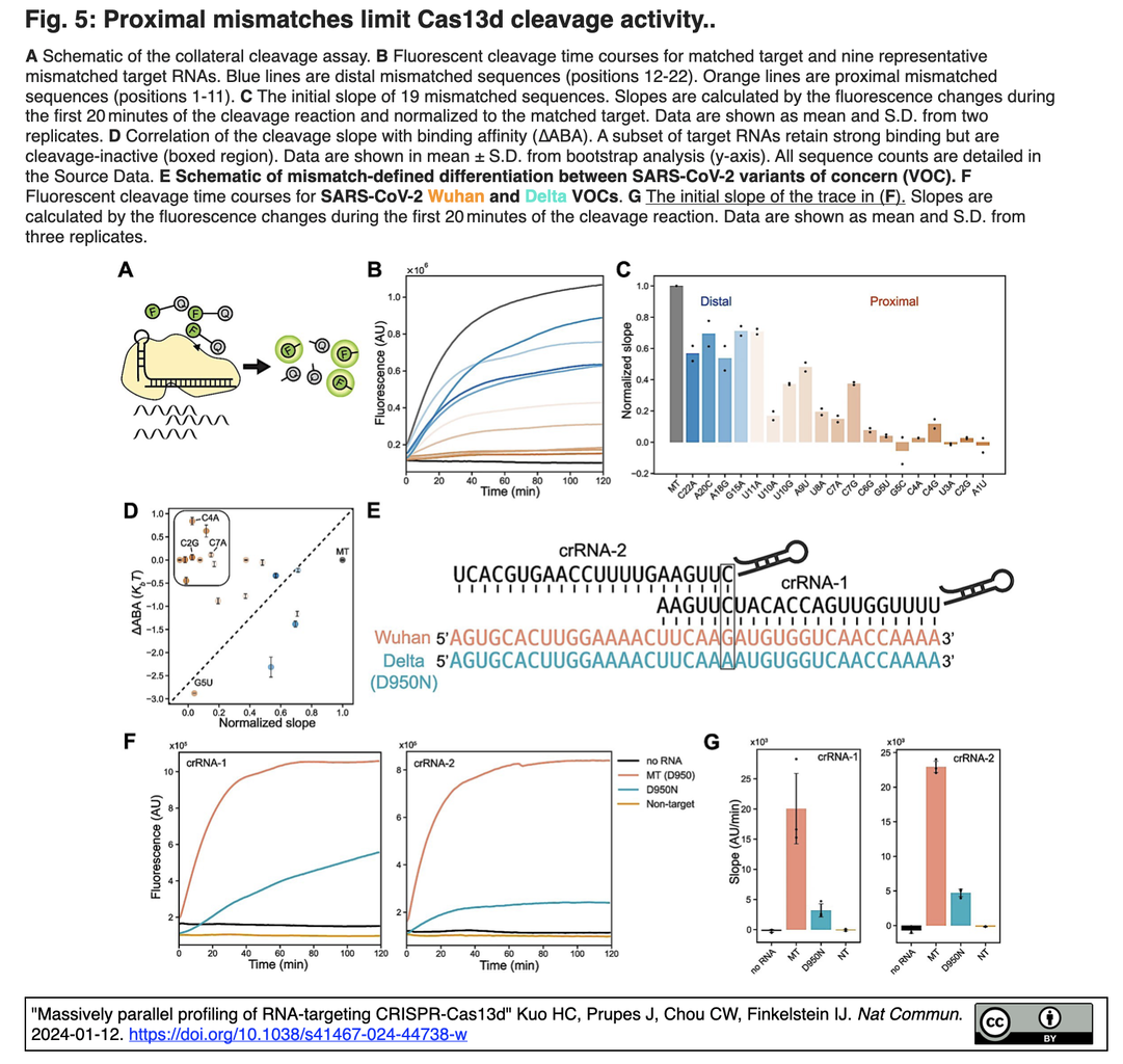 RNAを標的とするCRISPR-Cas13dヌクレアーゼの超並列プロファイリング : crisp_bio