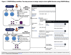 CRISPR-BEasy: 塩基編集スクリーン用のsgRNAタイリング・ライブラリの設計支援ウェブサービス : crisp_bio