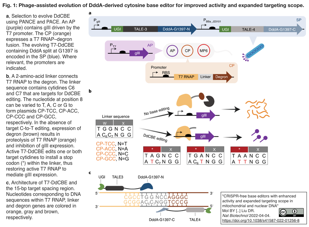 CRISPRエフェクターに依存しない塩基エディターDdCBEのミトコンドリアと核DNAに対する活性を向上し標的可能領域を拡大した ...