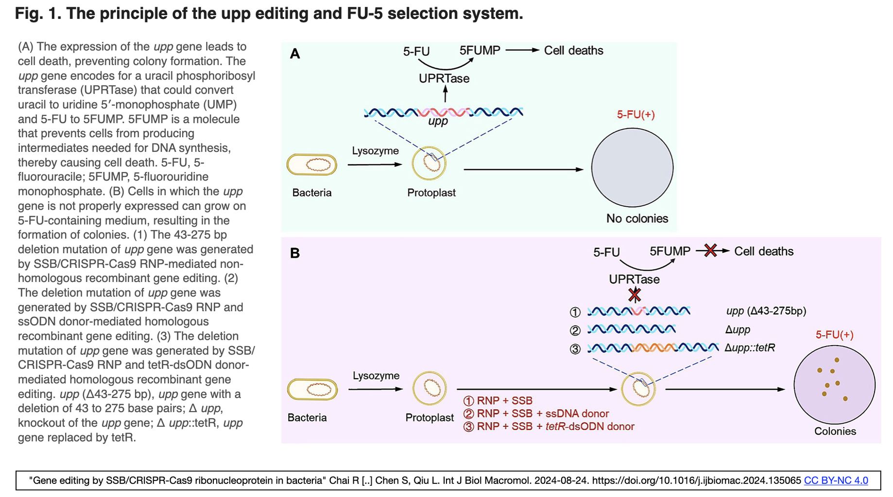 SSB/CRISPR-Cas9リボ核タンパク質による細菌の遺伝子編集 : crisp_bio