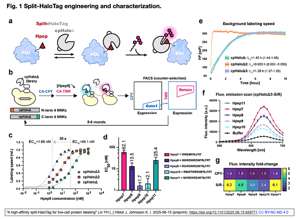 生細胞タンパク質標識用の高親和性スプリット型HaloTag : crisp_bio