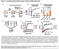 RNAをトリガーとするCRISPR-Cas12a2は優先的かつ協調的DNAに対するコラテラル切断活性を帯びている : crisp_bio
