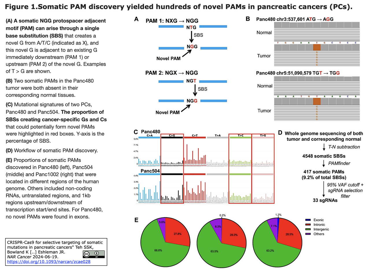 癌細胞に特有な体細胞変異により生成されるPAM配列を手掛かりに, 癌細胞選択的なCRISPR-Cas9遺伝子編集を実現 : crisp_bio