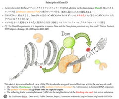 一細胞分解能で、タンパク質のDNA結合とトランスクリプトームを同時定量 : crisp_bio
