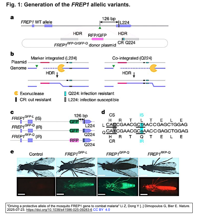 ハマダラカのFREP1タンパク質のロイシン (L224) をグルタミン (Q224) に置換すると, マラリア原虫の感染を阻止できる ...