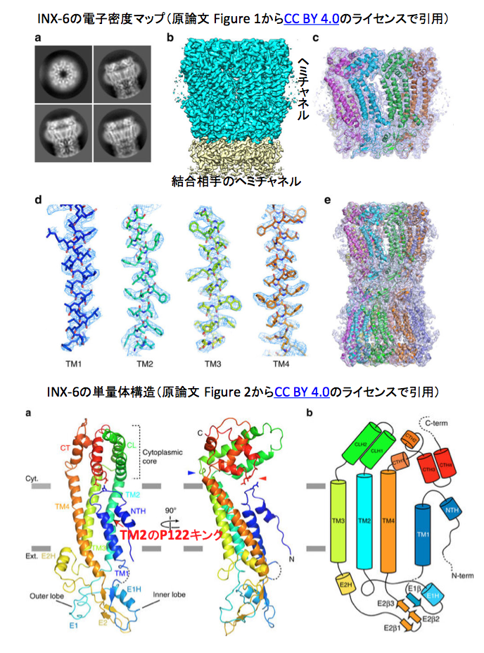 クライオ電顕に拠るギャップ結合チャネルinnexin-6の原子構造 : crisp_bio