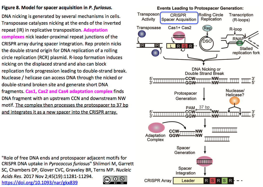 Cas4がCRISPRのadaptation過程 (免疫記憶生成過程) で担う機能詳らかに : crisp_bio
